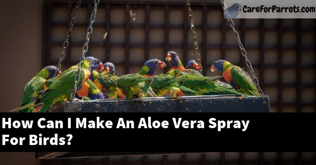 How Can I Make An Aloe Vera Spray For Birds? A Step-By-Step Guide ...