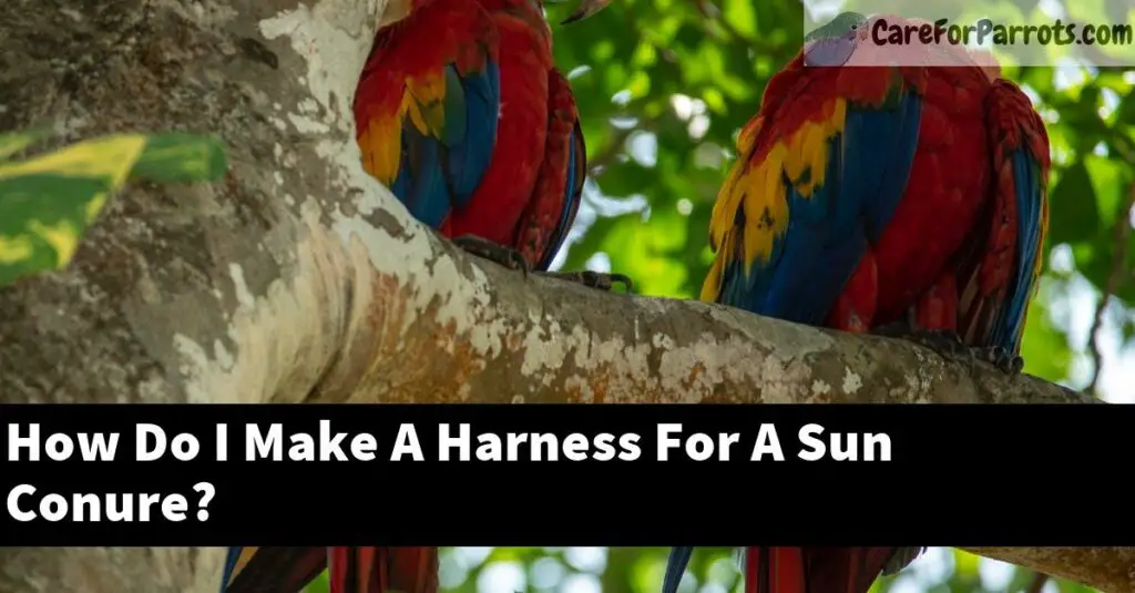 How Do I Make A Harness For A Sun Conure? - Care For Parrots