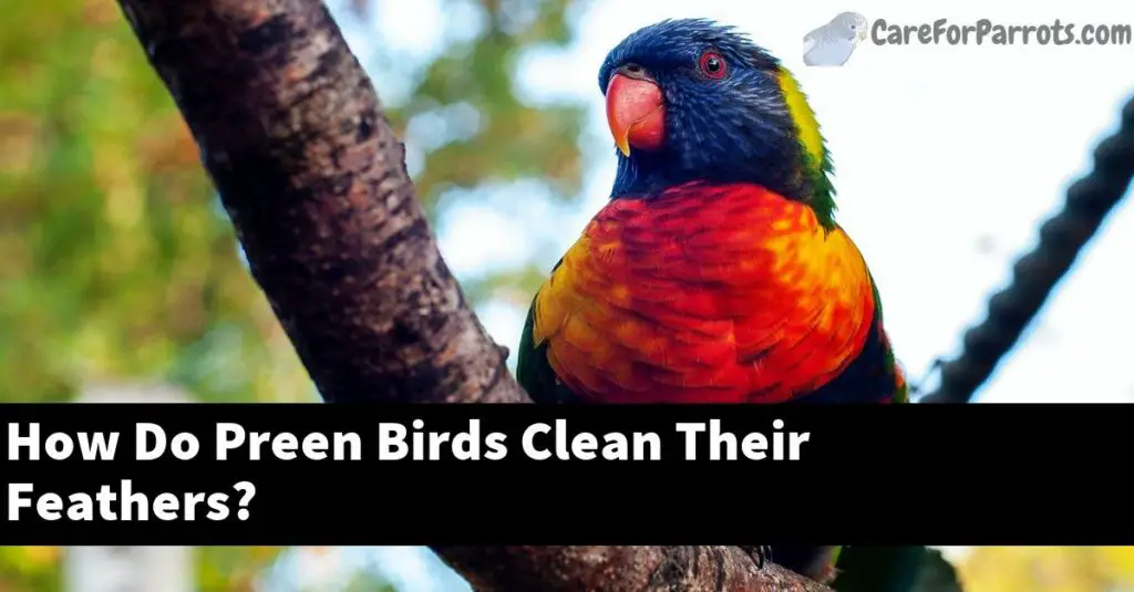 How Do Preen Birds Clean Their Feathers? - Care For Parrots