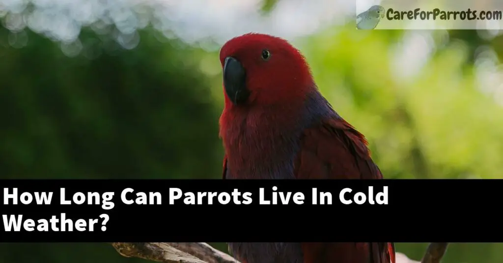 How Long Can Parrots Live In Cold Weather? - Care For Parrots