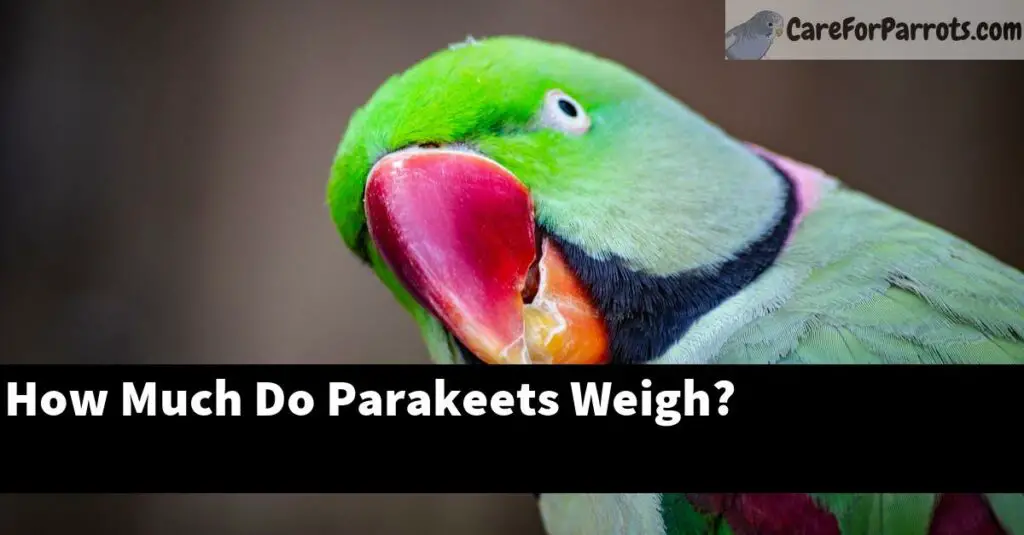How Much Do Parakeets Weigh? - Care For Parrots