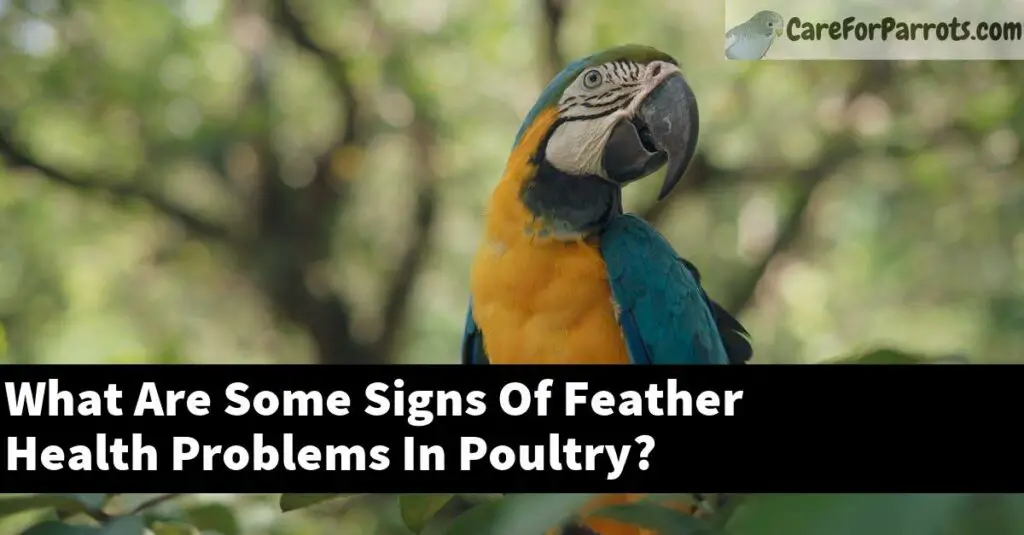 What Are Some Signs Of Feather Health Problems In Poultry? - Care For ...