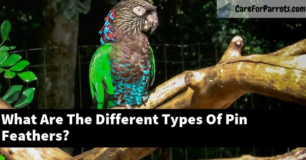 What Are The Different Types Of Pin Feathers? - Care For Parrots