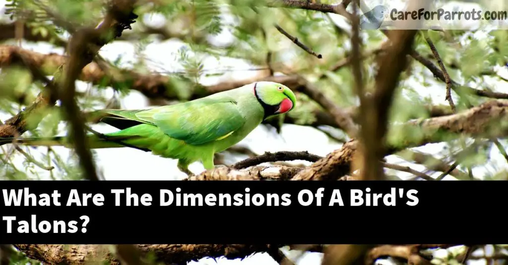 What Are The Dimensions Of A Bird'S Talons? - Care For Parrots