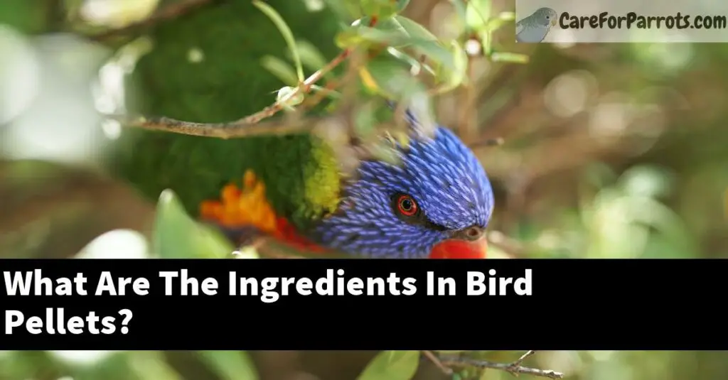What Are The Ingredients In Bird Pellets? - Care For Parrots