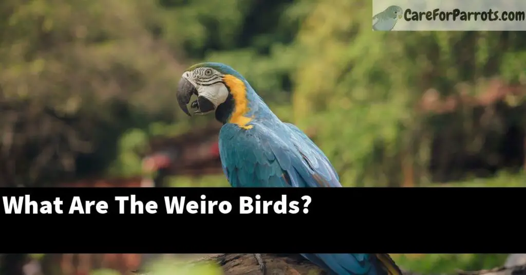 What Are The Weiro Birds? - Care For Parrots