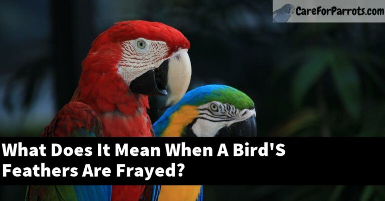 What Does It Mean When A Bird'S Feathers Are Frayed? - Care For Parrots