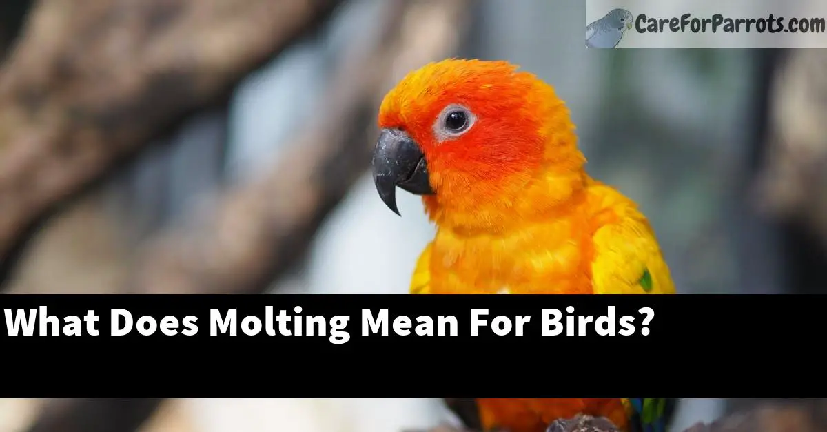 What Does Molting Mean For Birds? - Care For Parrots What Does Molting Mean For Birds? - Care For Parrots