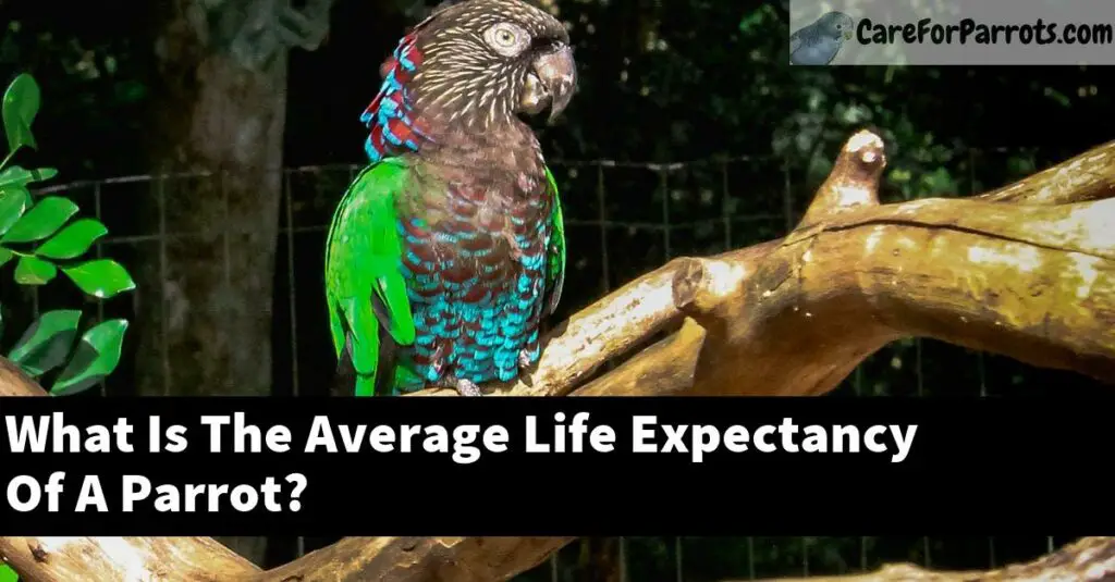 What Is The Average Life Expectancy Of A Parrot? - Care For Parrots