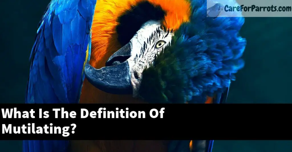What Is The Definition Of Mutilating? - Care For Parrots