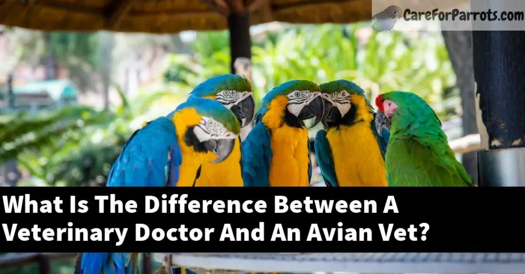 What Is The Difference Between A Veterinary Doctor And An Avian Vet ...