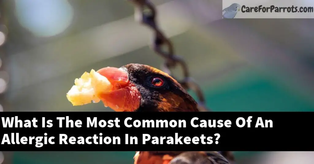 What Is The Most Common Cause Of An Allergic Reaction In Parakeets ...