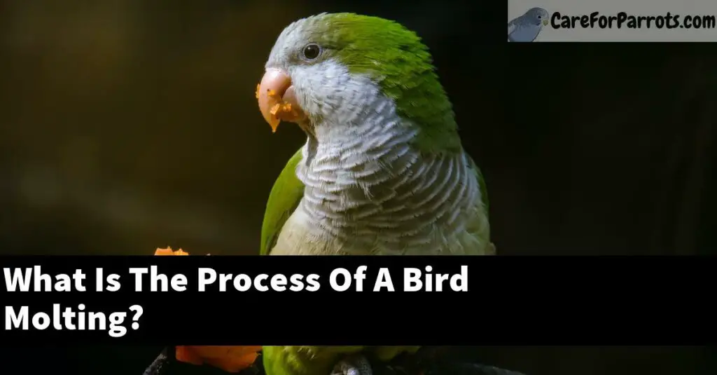 What Is The Process Of A Bird Molting? - Care For Parrots