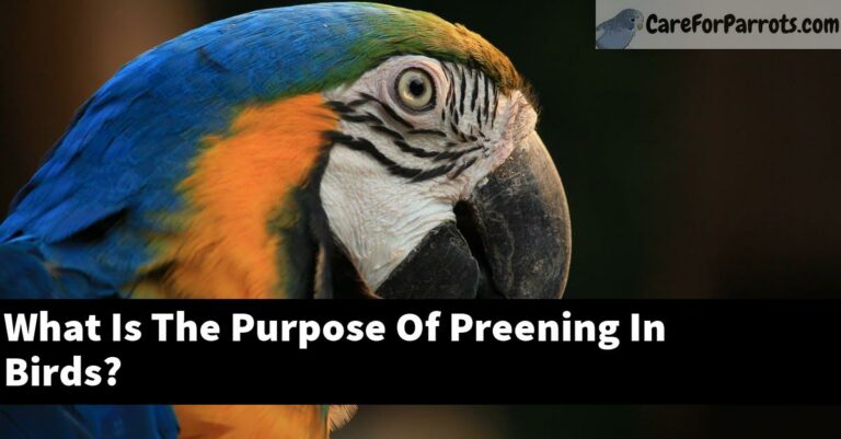 What Is The Purpose Of Preening In Birds? - Care For Parrots