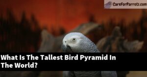 What Is The Tallest Bird Pyramid In The World? - Care For Parrots