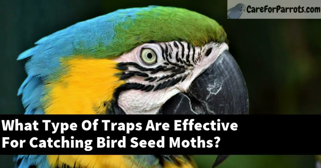 What Type Of Traps Are Effective For Catching Bird Seed Moths? - Care ...