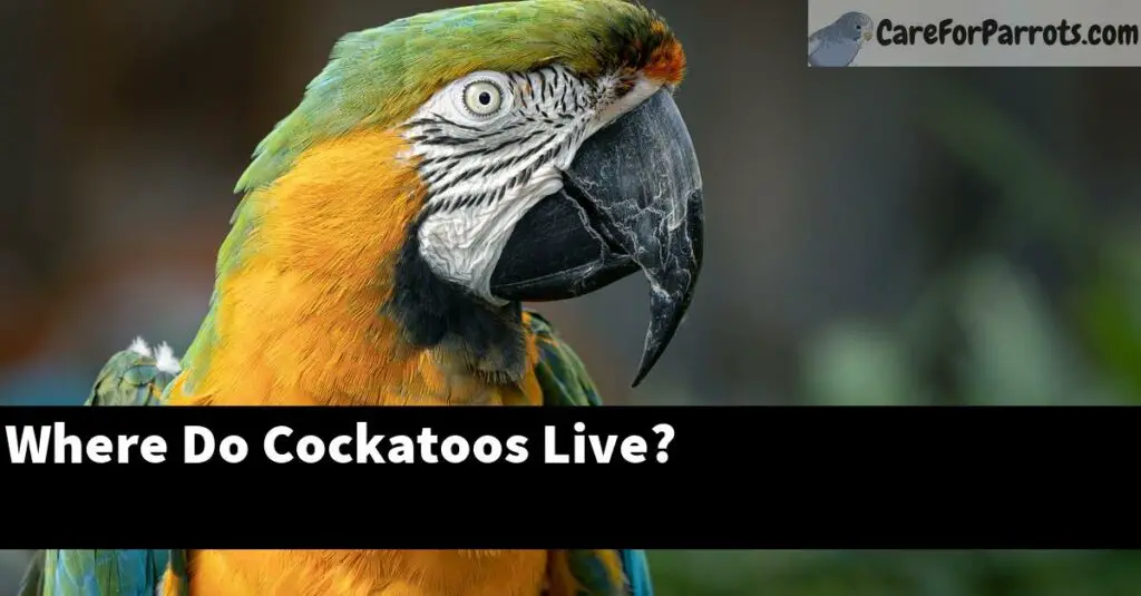 Where Do Cockatoos Live? - Care For Parrots